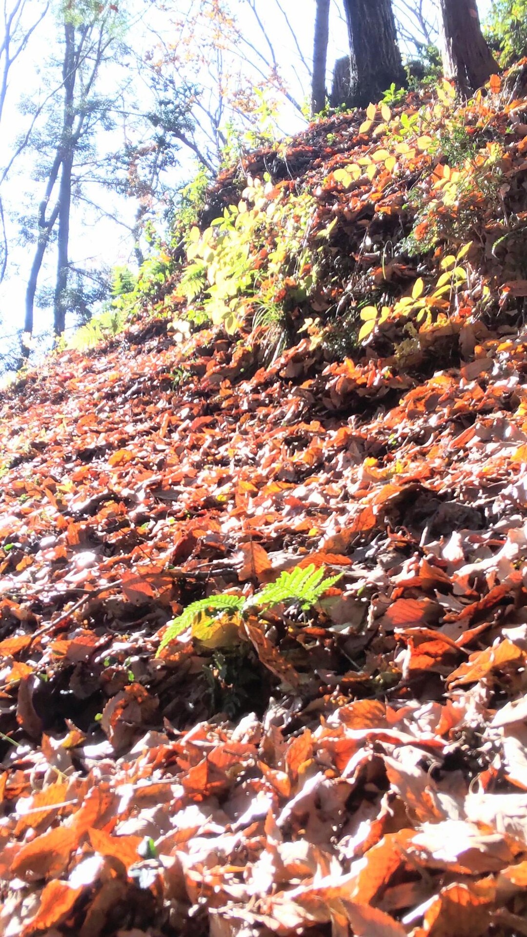 落ち葉フカフカの網代城山 2024-12-19 👣15,000歩 / Akkyさんの赤ぼっこの活動データ | YAMAP / ヤマップ