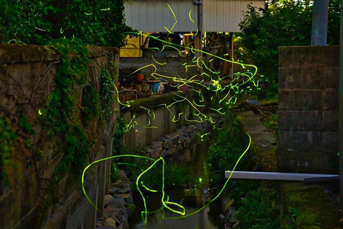乱舞するホタル（R5.5.20）③ / としちゃんさんの佐賀市の活動データ | YAMAP / ヤマップ