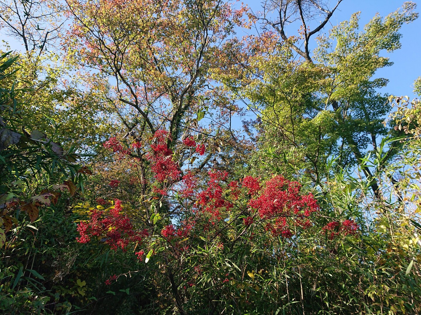 大垂水～小仏城山～高尾山 / KGさんの高尾山・陣馬山・景信山の活動データ | YAMAP / ヤマップ
