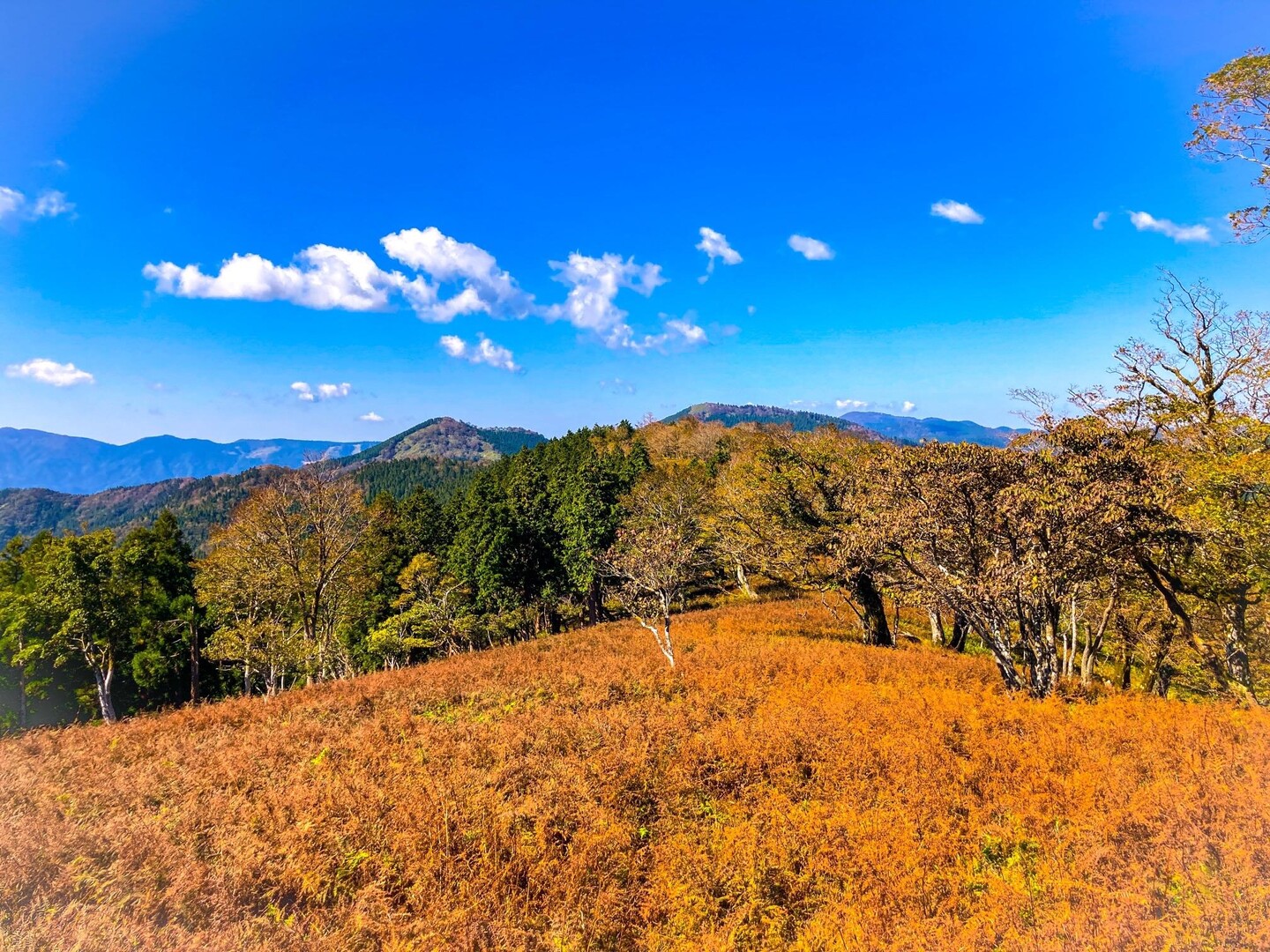 三室山 大通峠から往復 / okinjoさんの三室山・空山の活動データ | YAMAP / ヤマップ