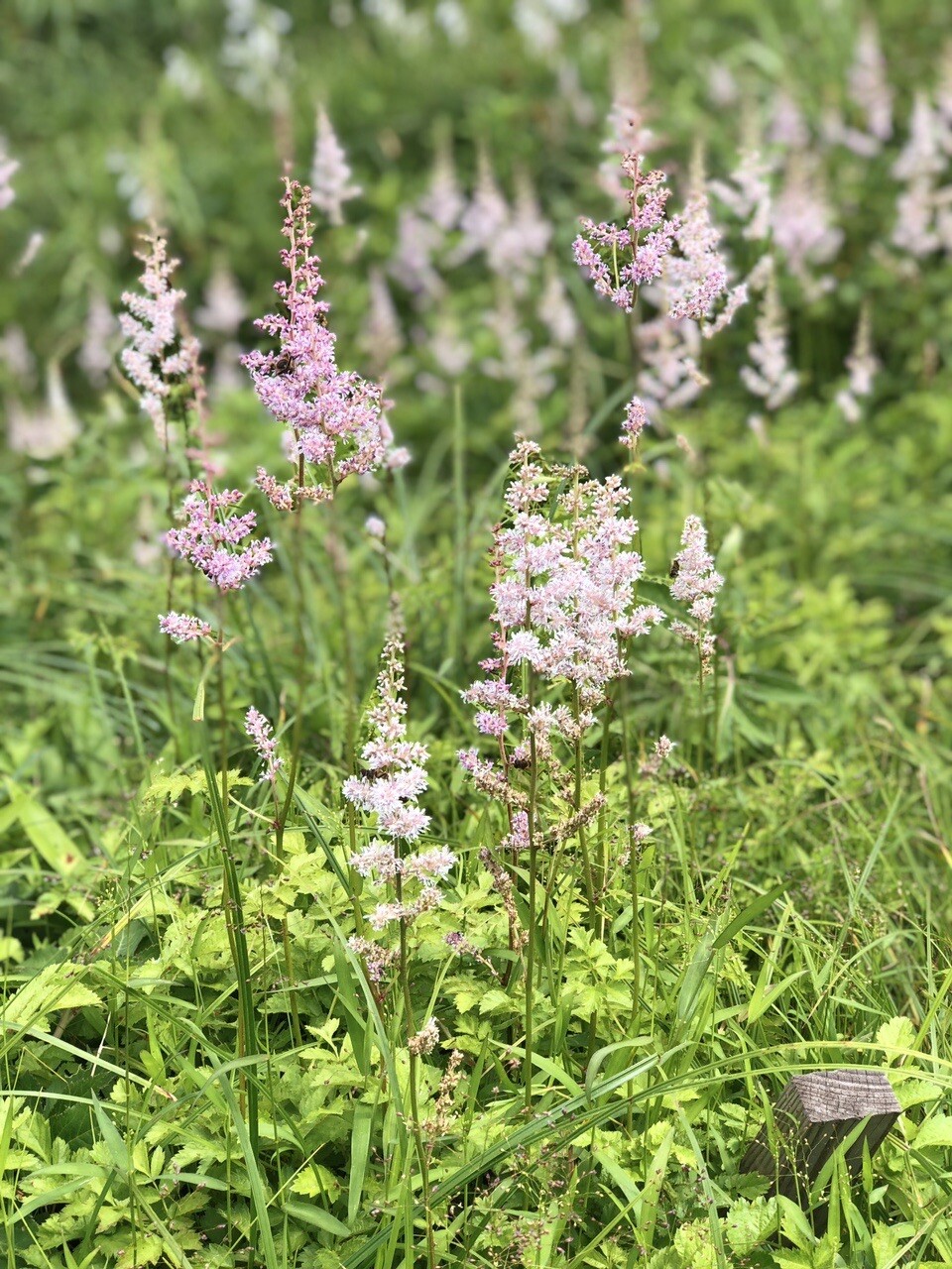 吾妻山 / Y Yukoさんの比婆山・立烏帽子山・吾妻山の活動データ | YAMAP / ヤマップ