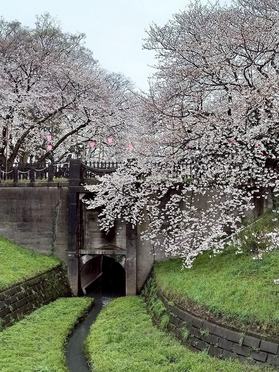 雨の日のお花見中、TBSテレビのNスタに... / すがこさんのモーメント | YAMAP / ヤマップ