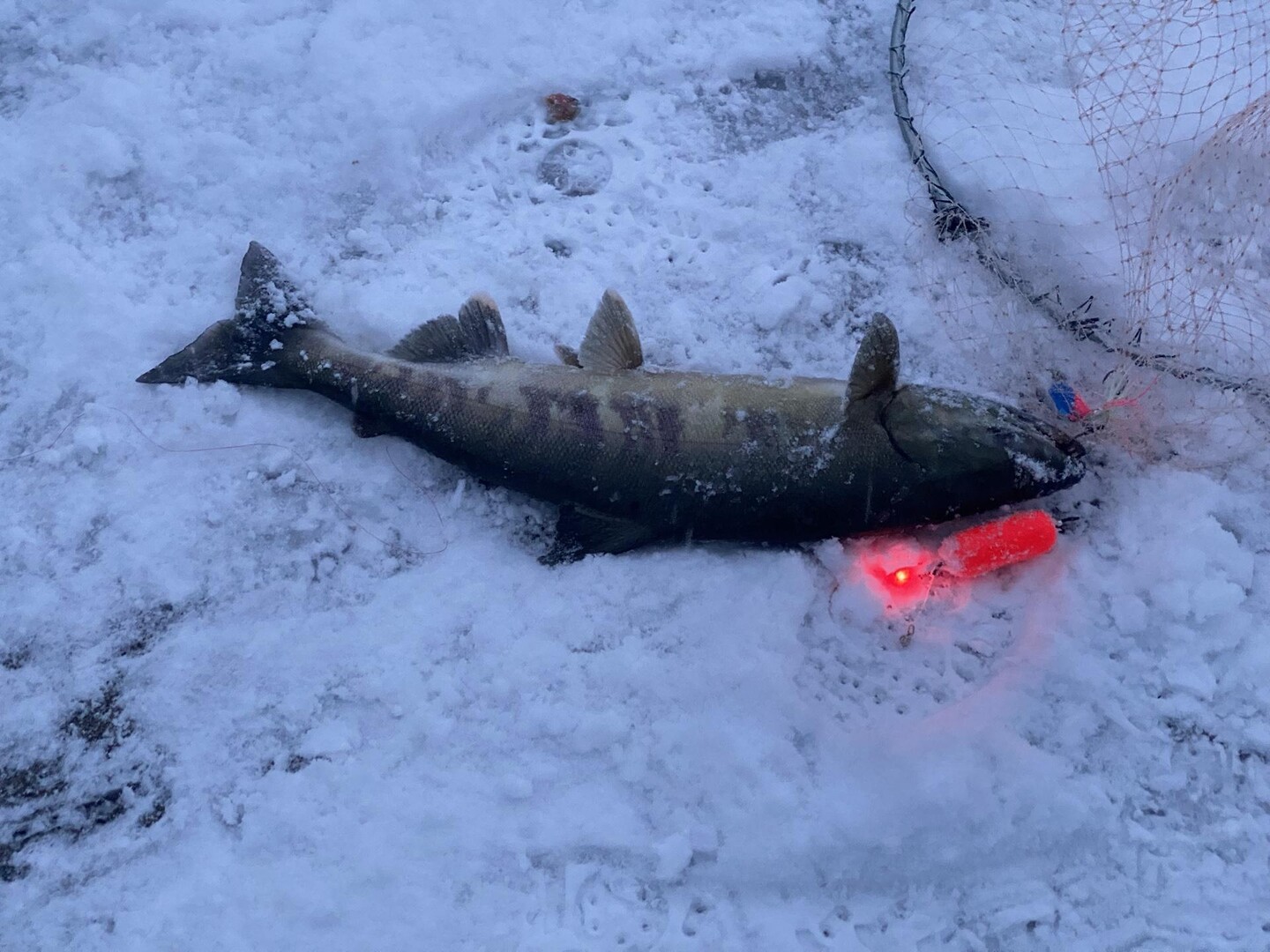 🎣鮭ラストチャンス😭 / yanさんの支笏湖の活動データ | YAMAP / ヤマップ