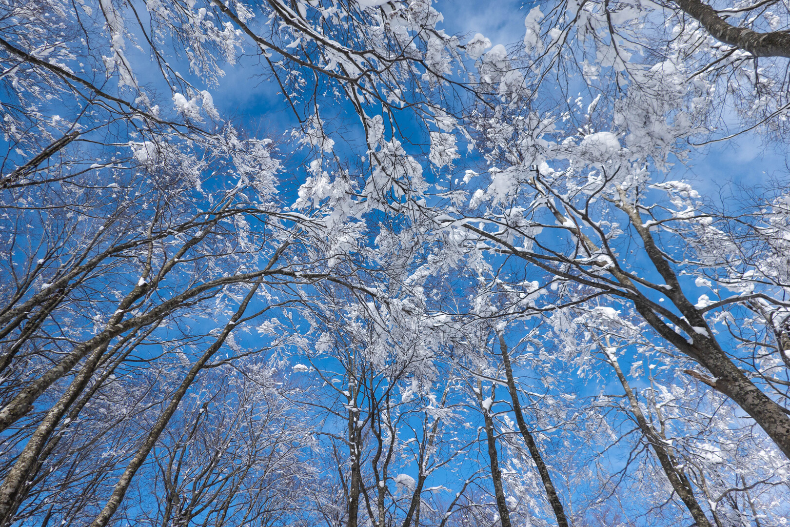 荒島岳 勝山ルート / RUMIXさんの荒島岳の活動データ | YAMAP / ヤマップ