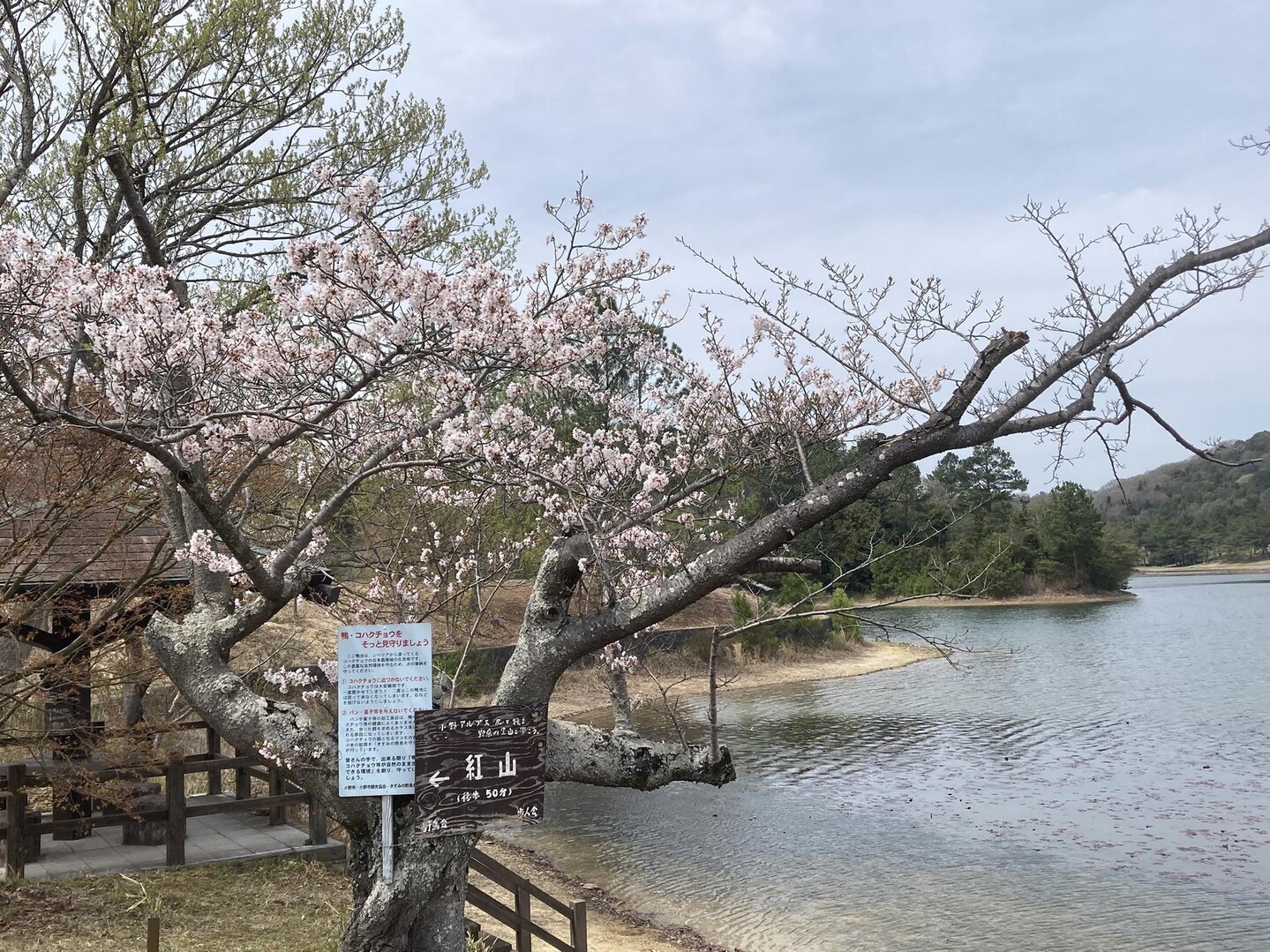 桜とツツジが綺麗な小野アルプス 魅力タップリコース_惣山(小野富士)・紅山・西紅山 / GoGo Michiganさんの明石市・加古川市・高砂市の活動データ | YAMAP / ヤマップ