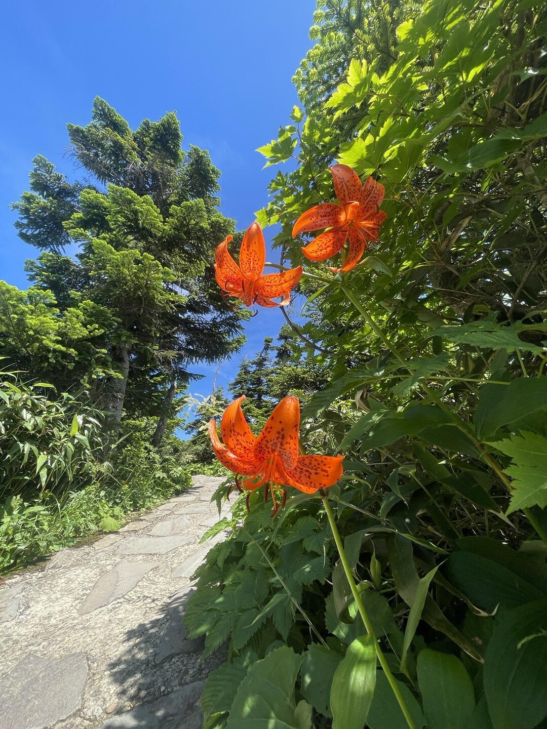 八幡平・源太森へ山歩(*´∀`)♪ / ちかさんの八幡平・源太森・安比岳の活動データ | YAMAP / ヤマップ