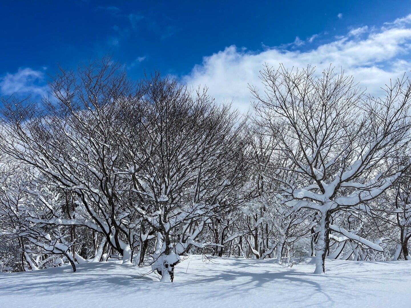 箱館山スノーシュー体験-2023-01-28 / のんたんさんの箱館山の活動データ | YAMAP / ヤマップ