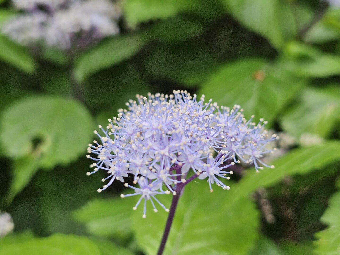 窓ヶ山東峰・窓ヶ山西峰・極楽寺山⛰️お久しぶりの再会登山 ️ / m.sakiさんの窓ヶ山・向山の活動データ | YAMAP / ヤマップ
