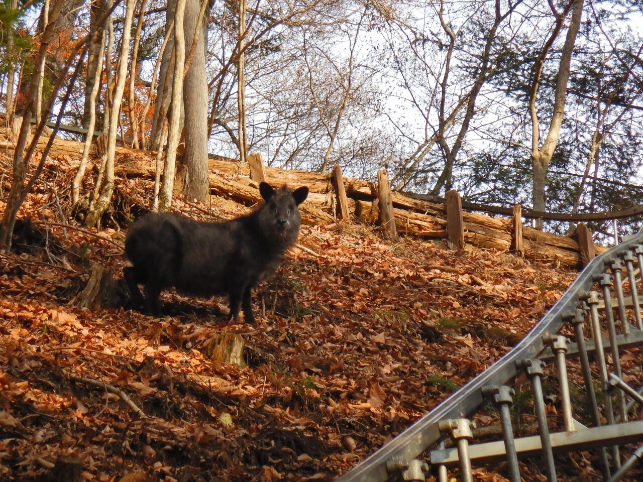 サカリ山･妙見ノ頭･大菩薩峠 白糸の滝から一部バリルート / km117さんの大菩薩嶺・鶏冠山・大マテイ山の活動データ | YAMAP / ヤマップ