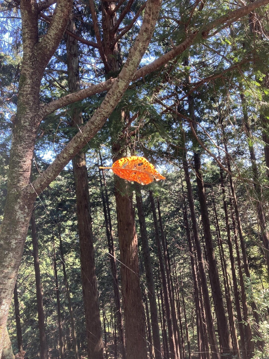 文殊山 / Ja･Koさんの文殊山の活動データ | YAMAP / ヤマップ