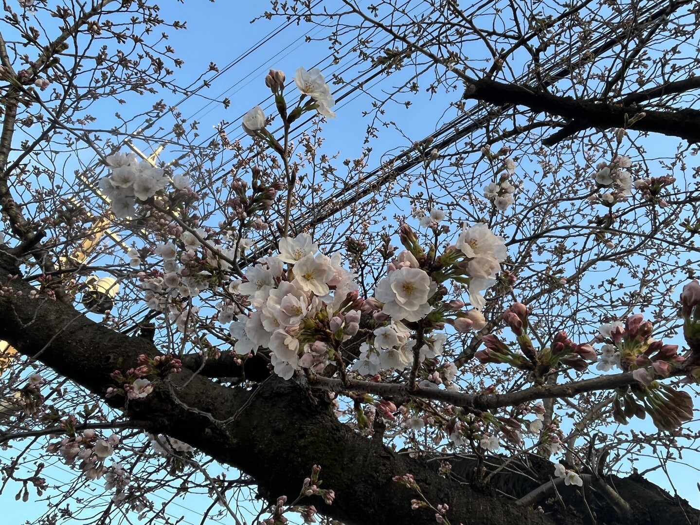 本日の桜 見てるだけで楽しい / Hideo_Horibaさんのモーメント | YAMAP / ヤマップ