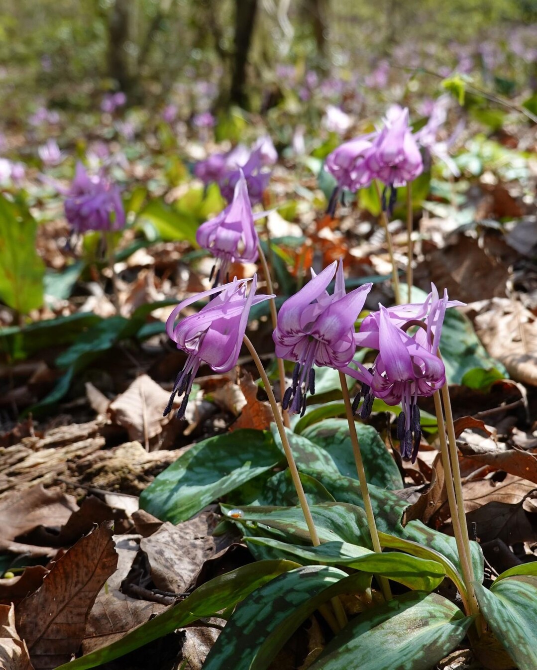 京都西山、小塩山のカタクリ群生地とギフチ... / kaz oonoさんのモーメント | YAMAP / ヤマップ