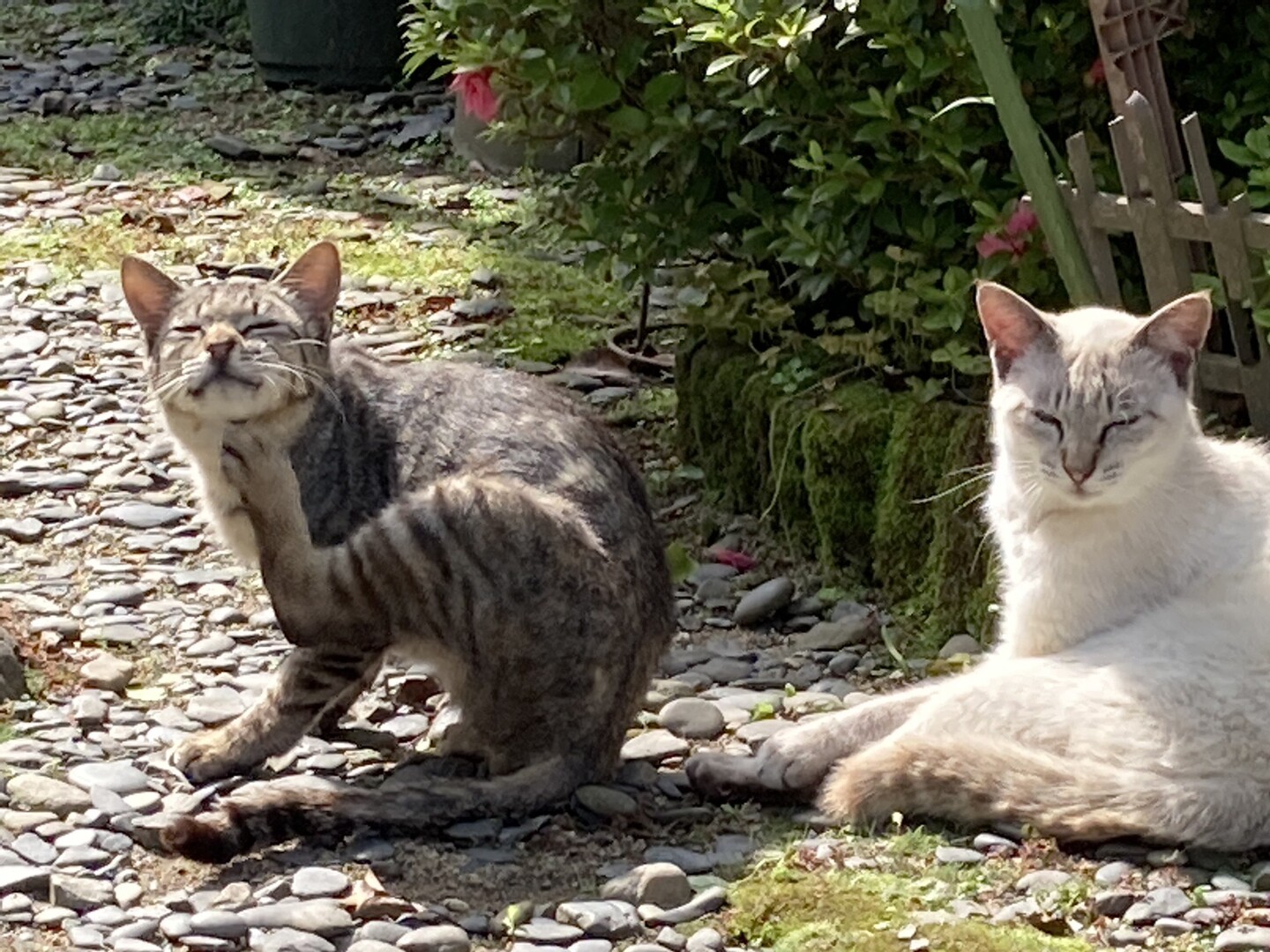 お遍路で足摺岬西岸を歩いていたら、ジョン... / koyunisoさんのモーメント | YAMAP / ヤマップ