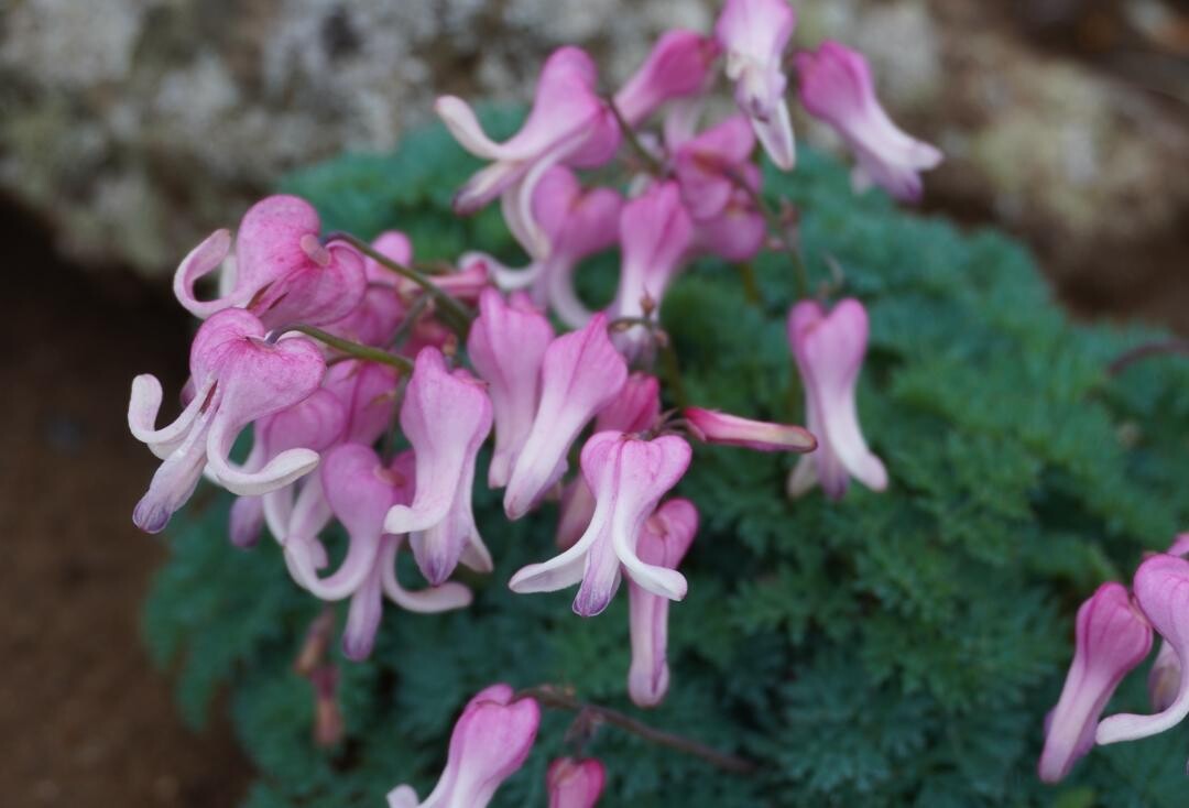花を探して Part2 ＠硫黄岳 / payaさんの八ヶ岳（赤岳・硫黄岳・天狗岳）の活動データ | YAMAP / ヤマップ