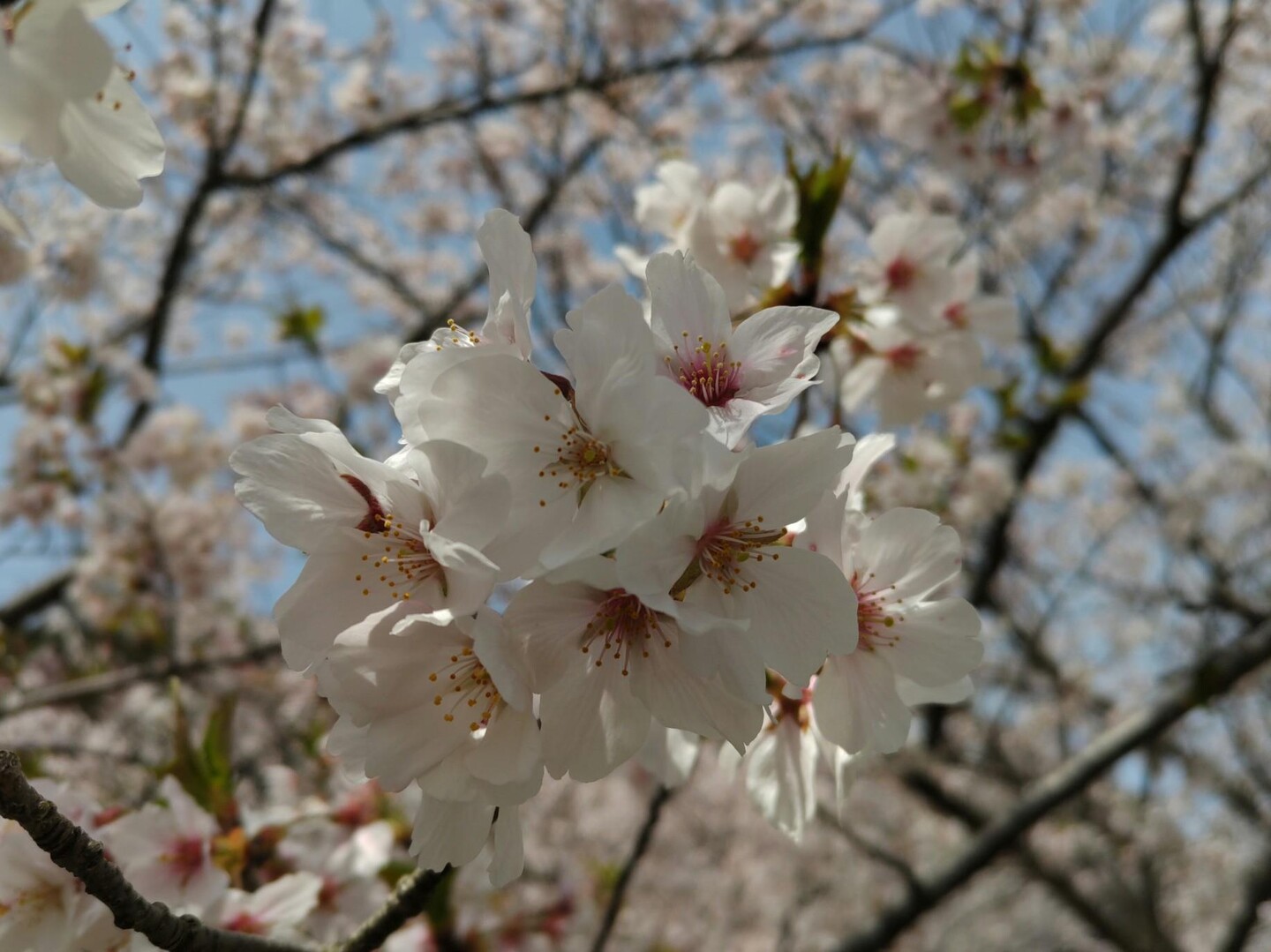 笹山 / Kazhiさんの可也山の活動データ | YAMAP / ヤマップ