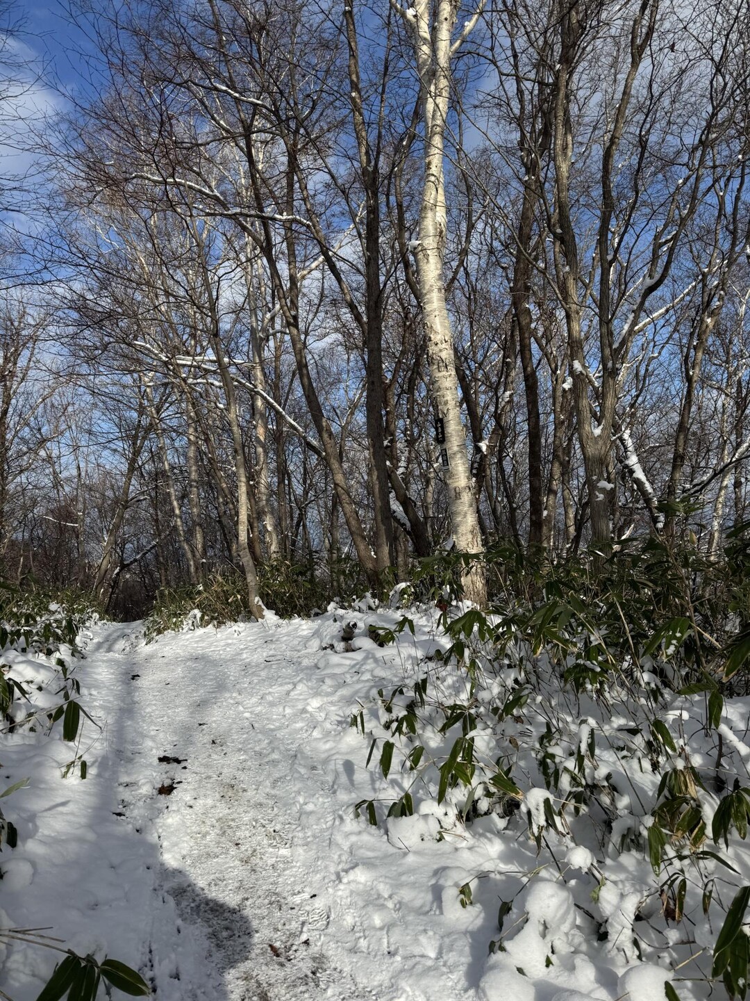 山鼻山・藻岩山 / ASAさんの藻岩山の活動データ | YAMAP / ヤマップ