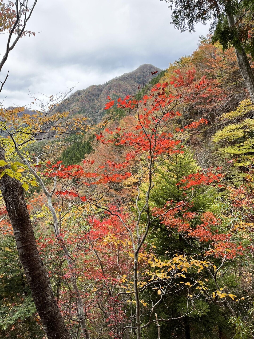 祖母山-2022-10-27 / のんびり遡行 Hayatoさんの祖母山の活動データ | YAMAP / ヤマップ