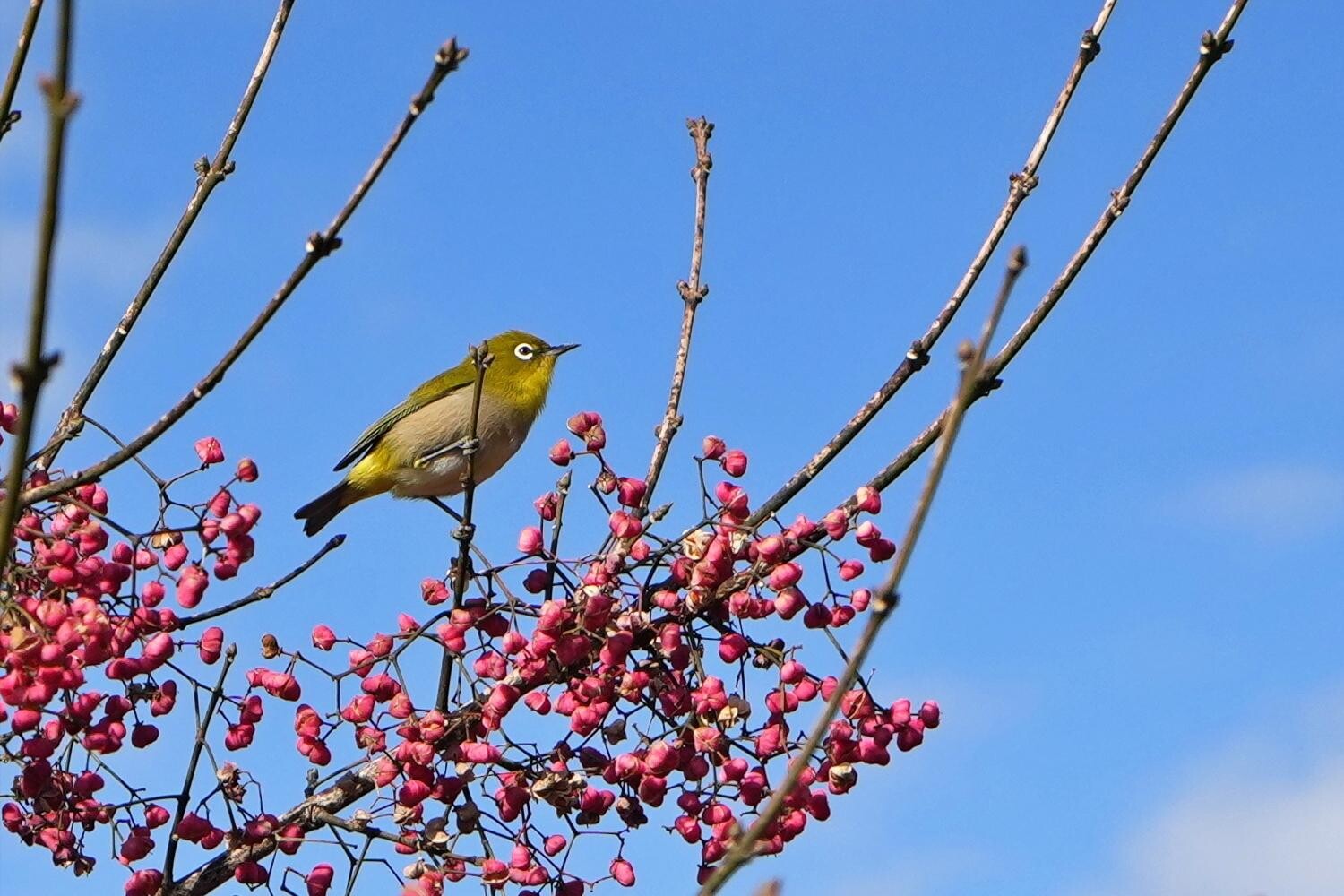 再び菜の花の吾妻山へ～神社から海岸へ下山 リハビリ低山3座目2回目 / アキチャン1491さんの高麗山・湘南平・鷹取山の活動データ | YAMAP / ヤマップ