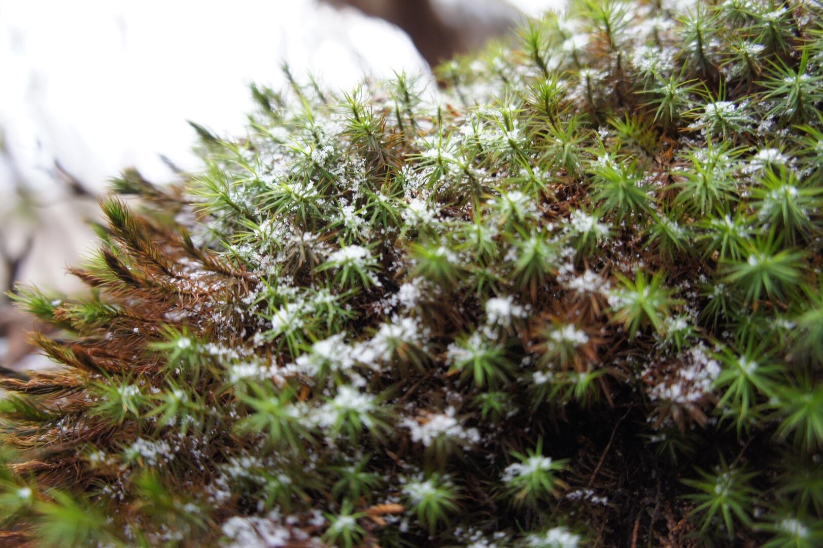 小貝月山・貝月山 / gakさんの貝月山の活動データ | YAMAP / ヤマップ