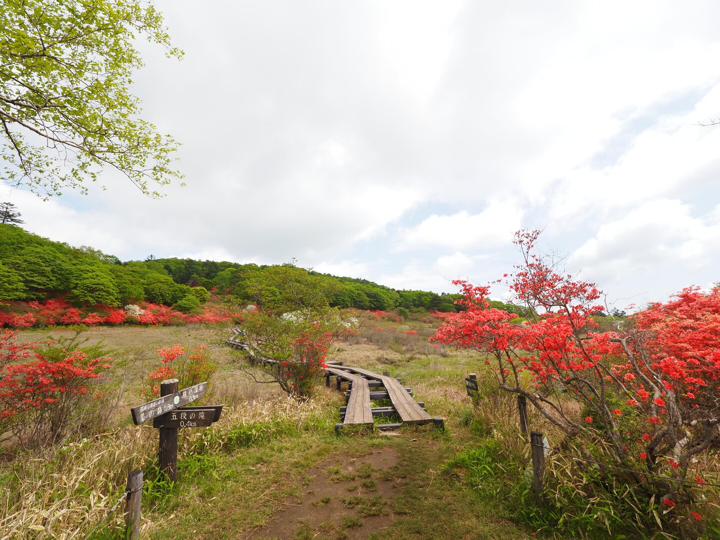 井戸湿原 やまつつじ / t-phanさんの横根山・方塞山・井戸湿原の活動データ | YAMAP / ヤマップ