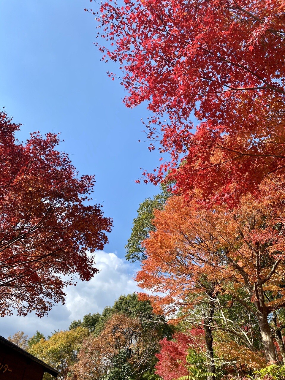 2020.11.10 北山ダムへ紅葉サ... / mo_caさんのモーメント | YAMAP / ヤマップ