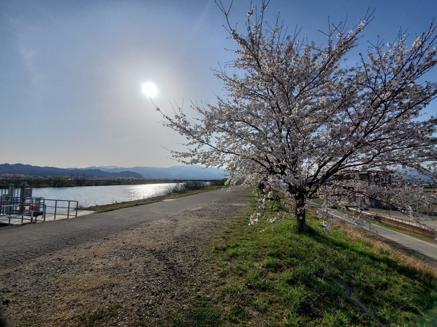 新発田市の桜の名所・加治川の桜並木ですが... / sakaさんのモーメント | YAMAP / ヤマップ