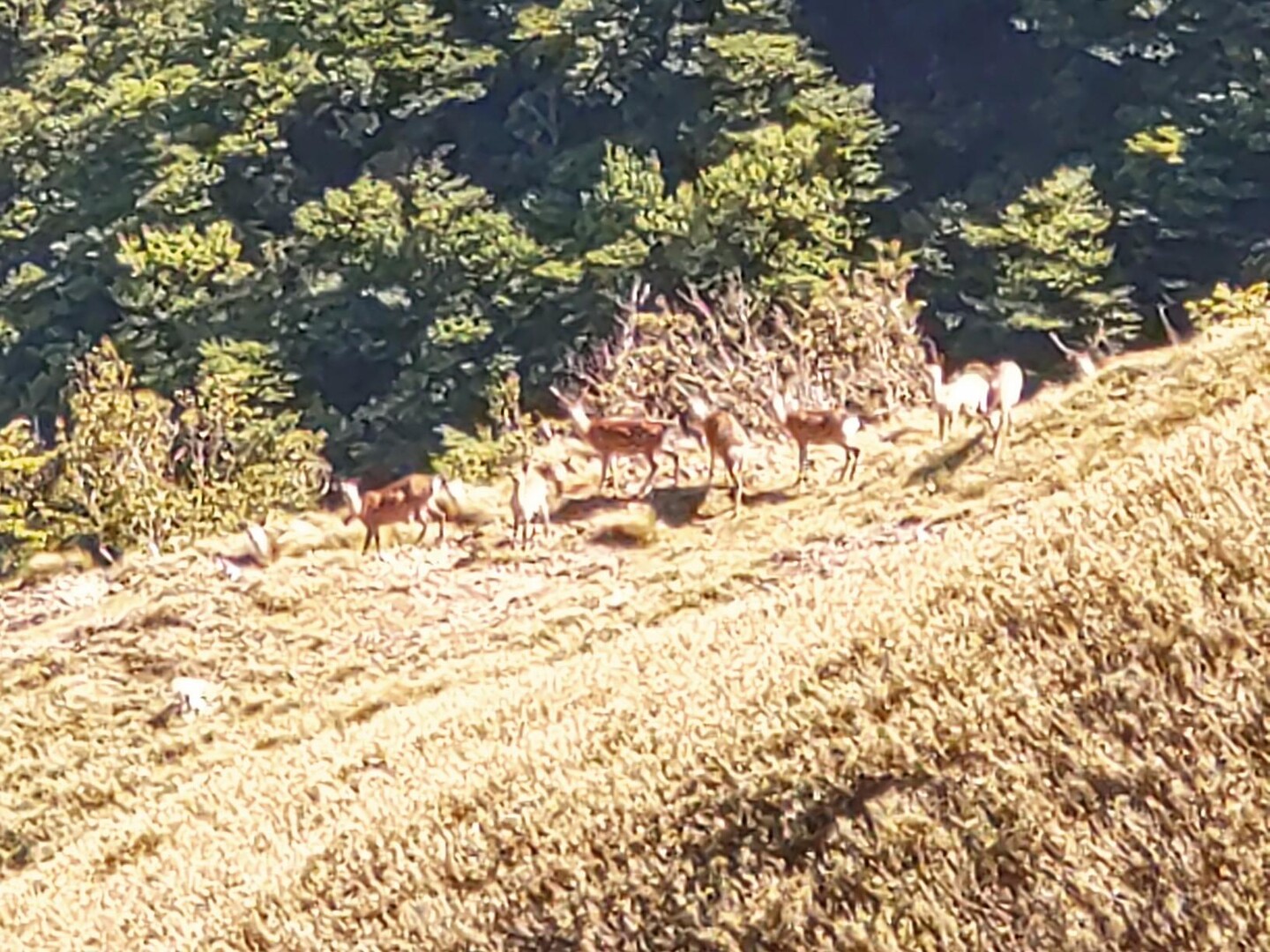 竜ヶ岳 石榑峠往復-2024-06-05 / ks104478さんのウォーキングの活動データ | YAMAP / ヤマップ