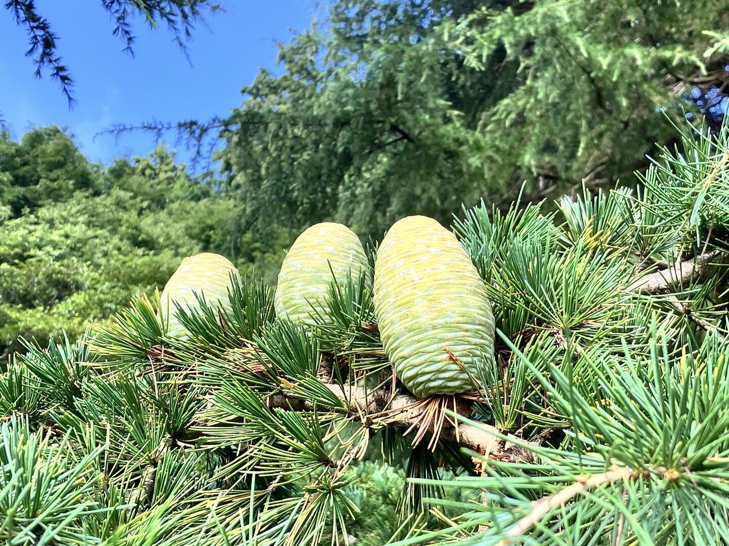 多度山・美濃松山 / KNさんの多度山・美濃松山・石津御嶽の活動データ | YAMAP / ヤマップ