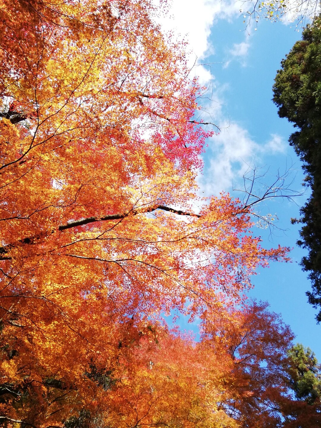 菊水山・鍋蓋山・摩耶山 / aoさんの六甲山・長峰山・摩耶山の活動データ | YAMAP / ヤマップ