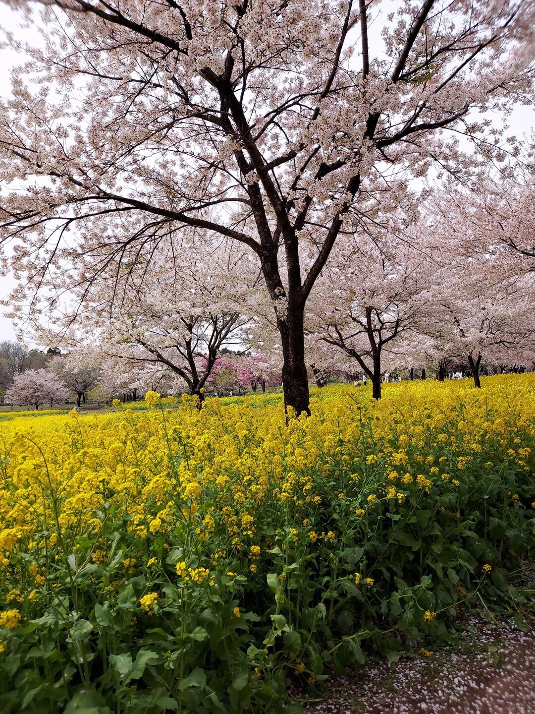 赤城南面千本桜-2023-04-05 / reoさんの赤城山・黒檜山・荒山の活動データ | YAMAP / ヤマップ