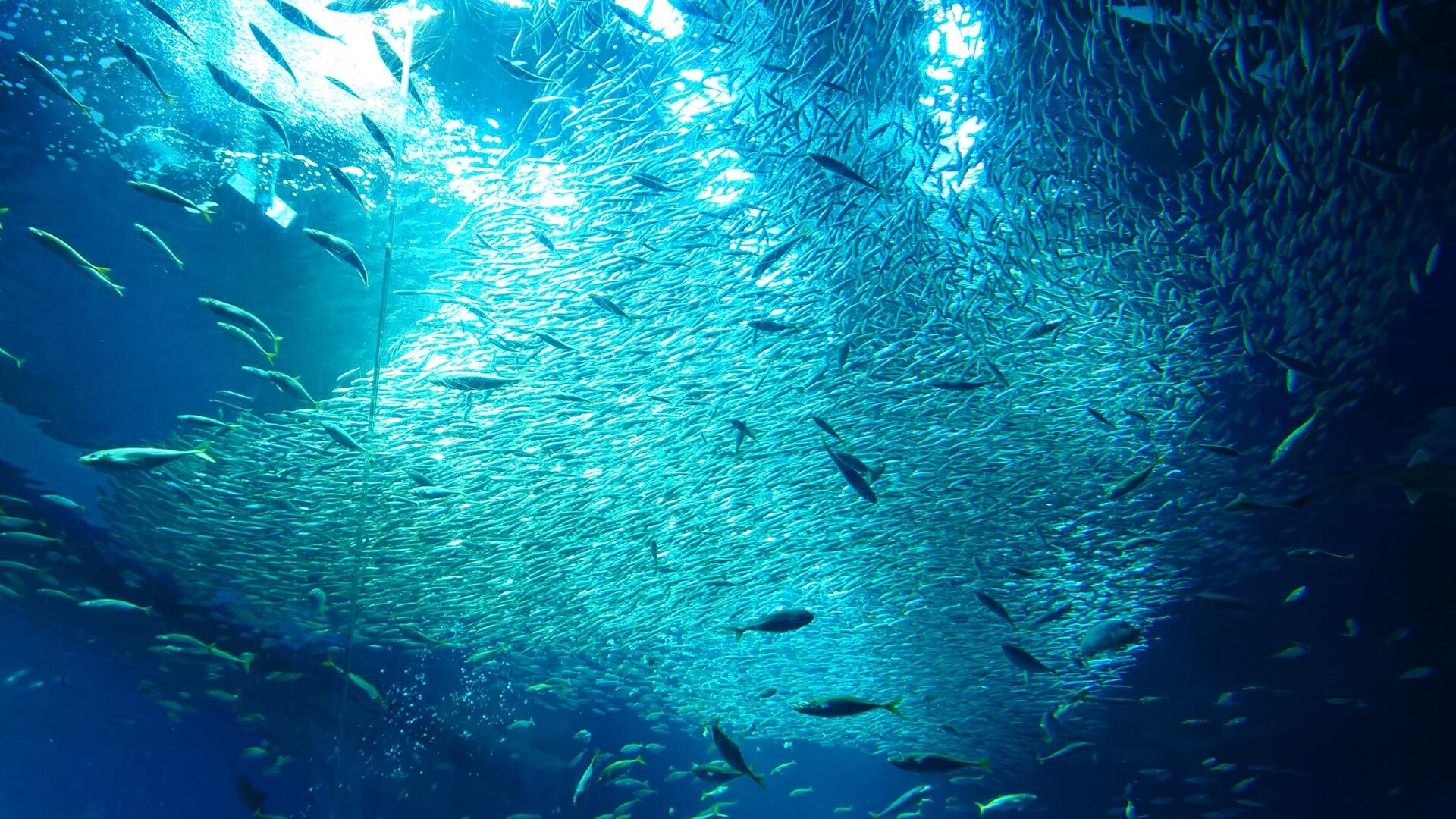 ァクァワールド-2023-12-03 / G-DRAGONさんのウォーキングの活動データ | YAMAP / ヤマップ