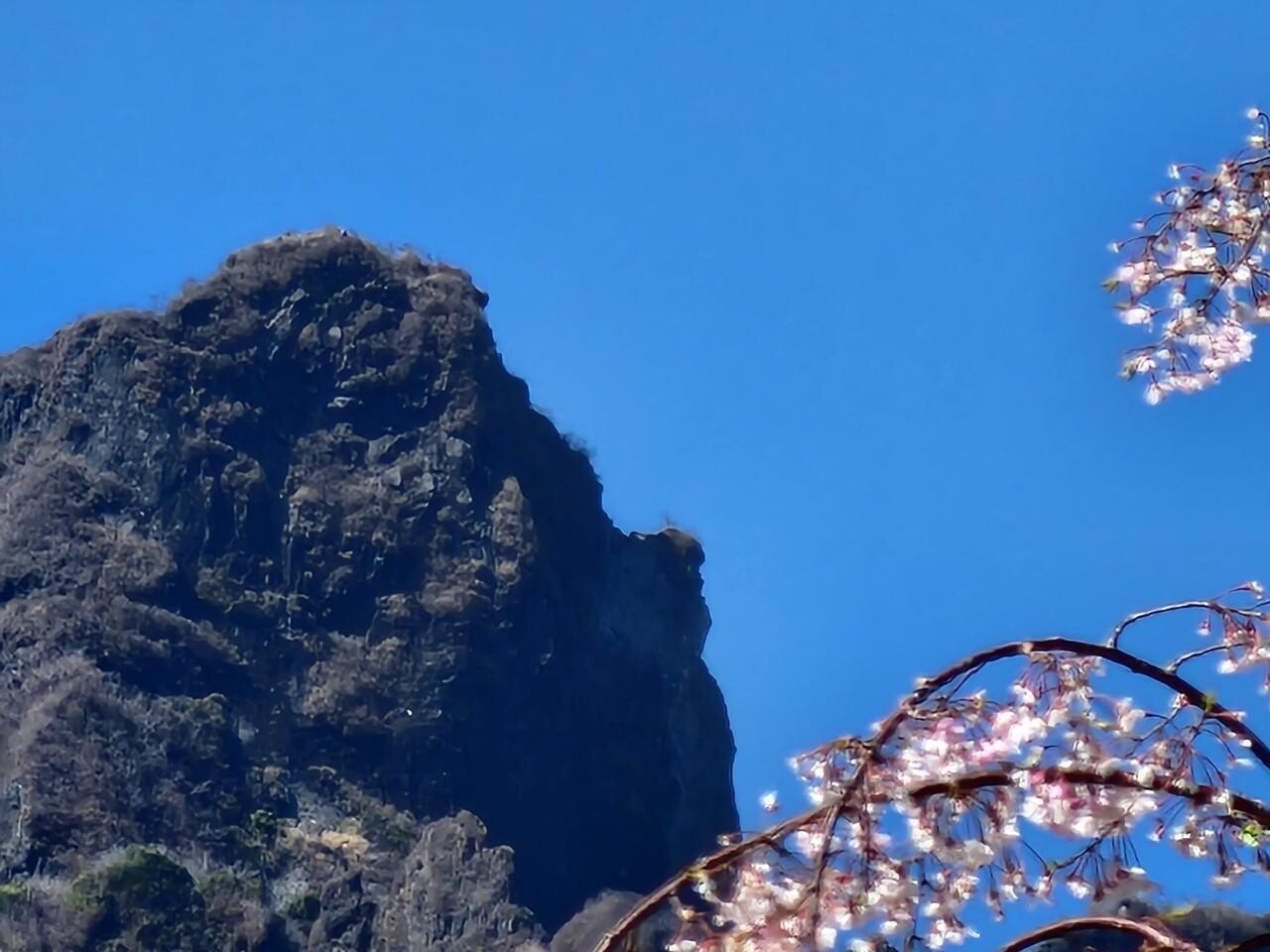 根子岳と桜 / sayoさんのモーメント | YAMAP / ヤマップ
