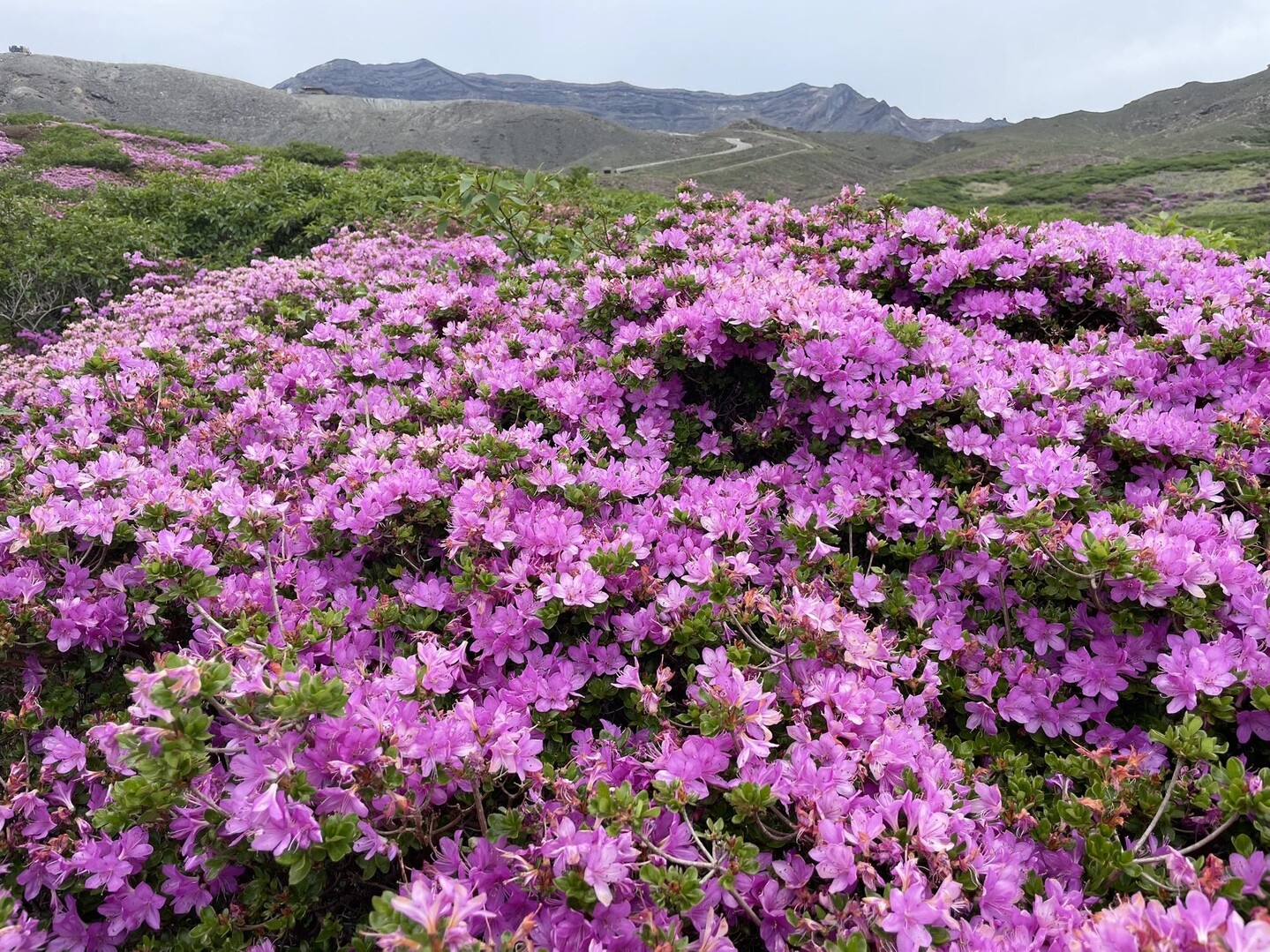 阿蘇山・高岳・根子岳-2024-05-22 / key_ko86さんの阿蘇山・高岳・根子岳の活動データ | YAMAP / ヤマップ