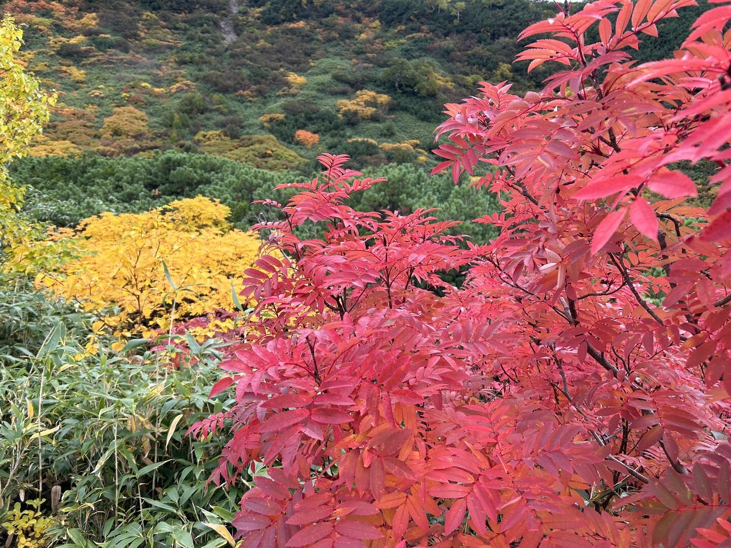 リハビリ登山 十勝岳・富良野岳・美瑛岳-2023-09-30 / TERUさんの十勝岳・富良野岳・美瑛岳の活動データ | YAMAP / ヤマップ