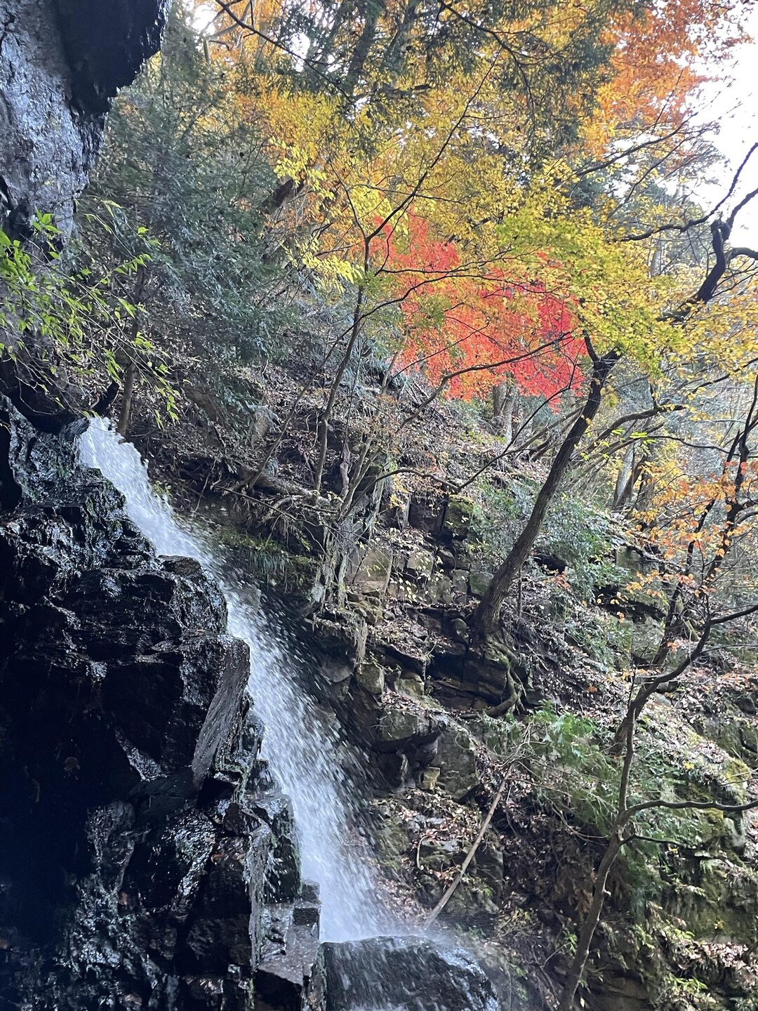 20241117三ッ峠山（開運山）・木無山 / べりぃさんの三ッ峠山・本社ヶ丸・鶴ヶ鳥屋山の活動データ | YAMAP / ヤマップ