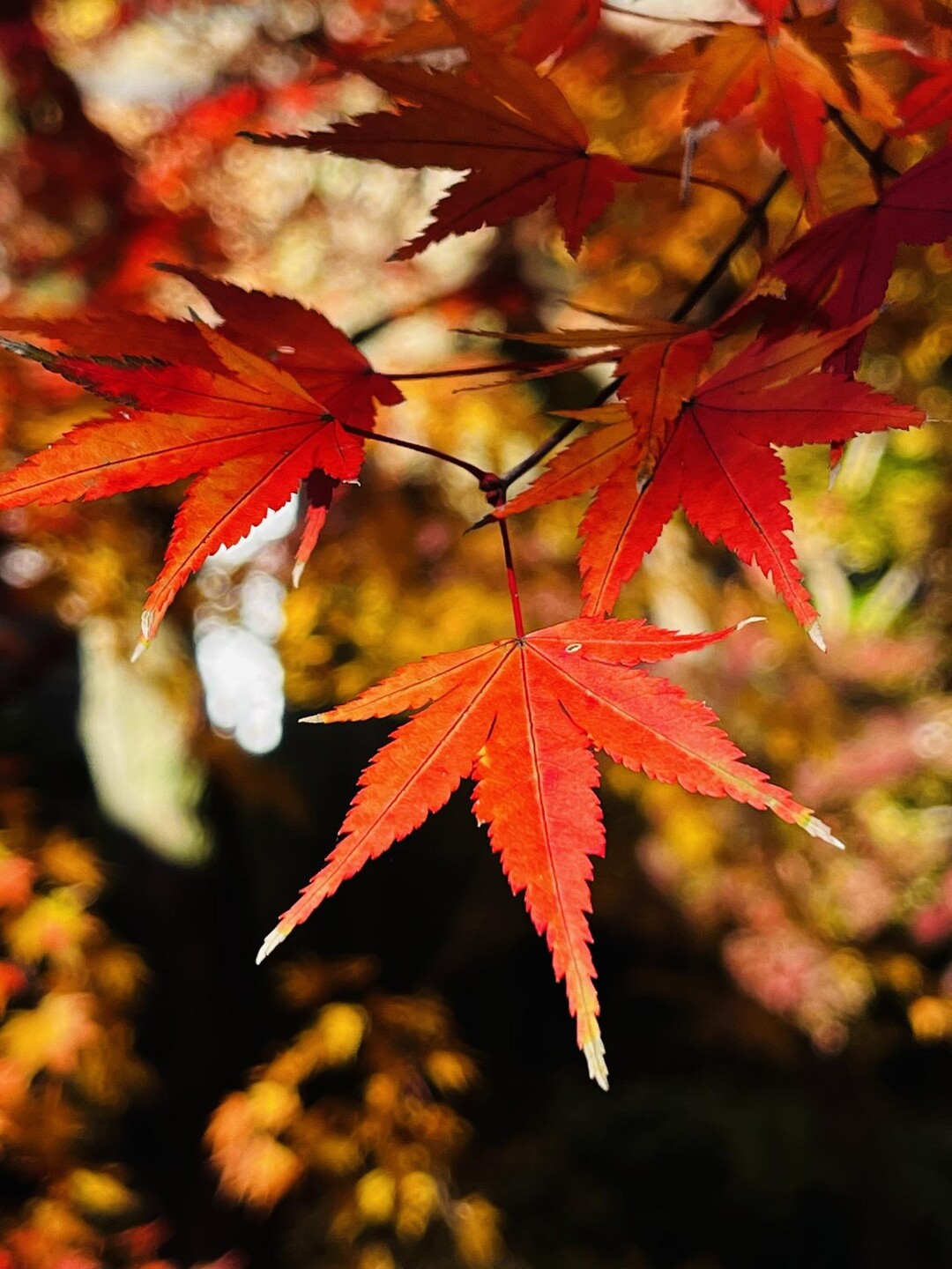 🍁見頃の最勝寺🍁-2024-11-30 / samさんの下野市の活動データ | YAMAP / ヤマップ