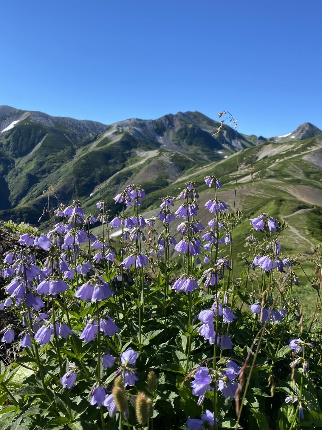 蓮華温泉起点縦走（船越の頭・小蓮華山・白馬岳・雪倉岳・朝日岳） / tomcatさんの雪倉岳・朝日岳・風吹岳の活動データ | YAMAP / ヤマップ
