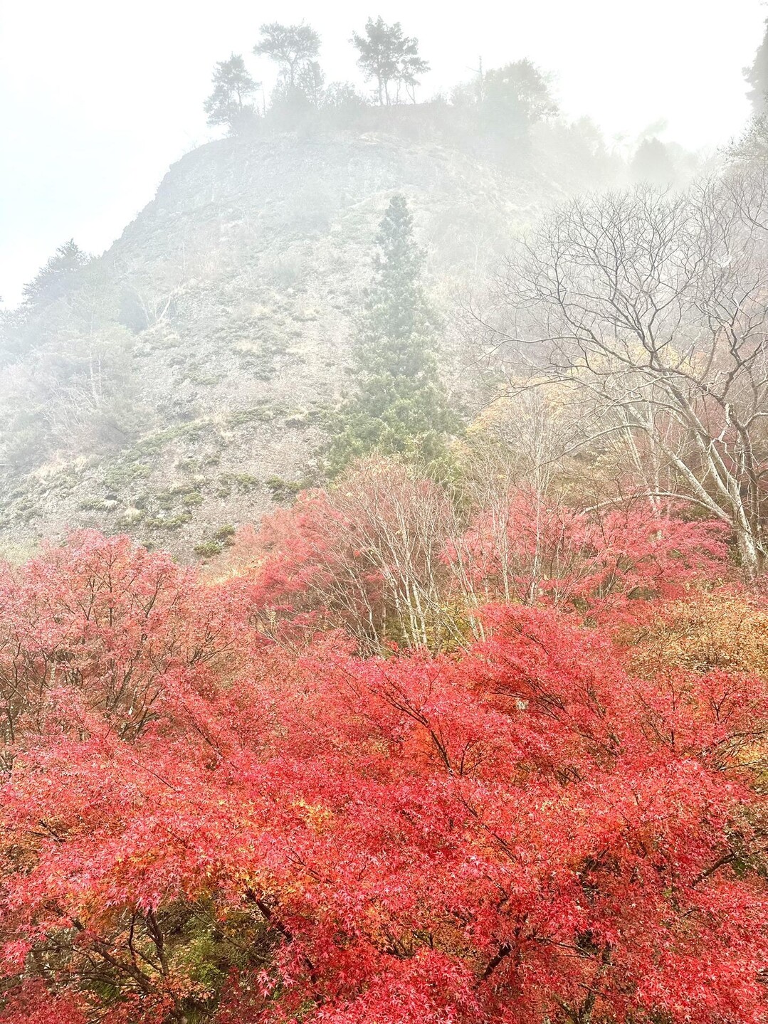 愛媛県久万高原町 古岩屋付近 ガスガスで... / Konchanさんのモーメント | YAMAP / ヤマップ