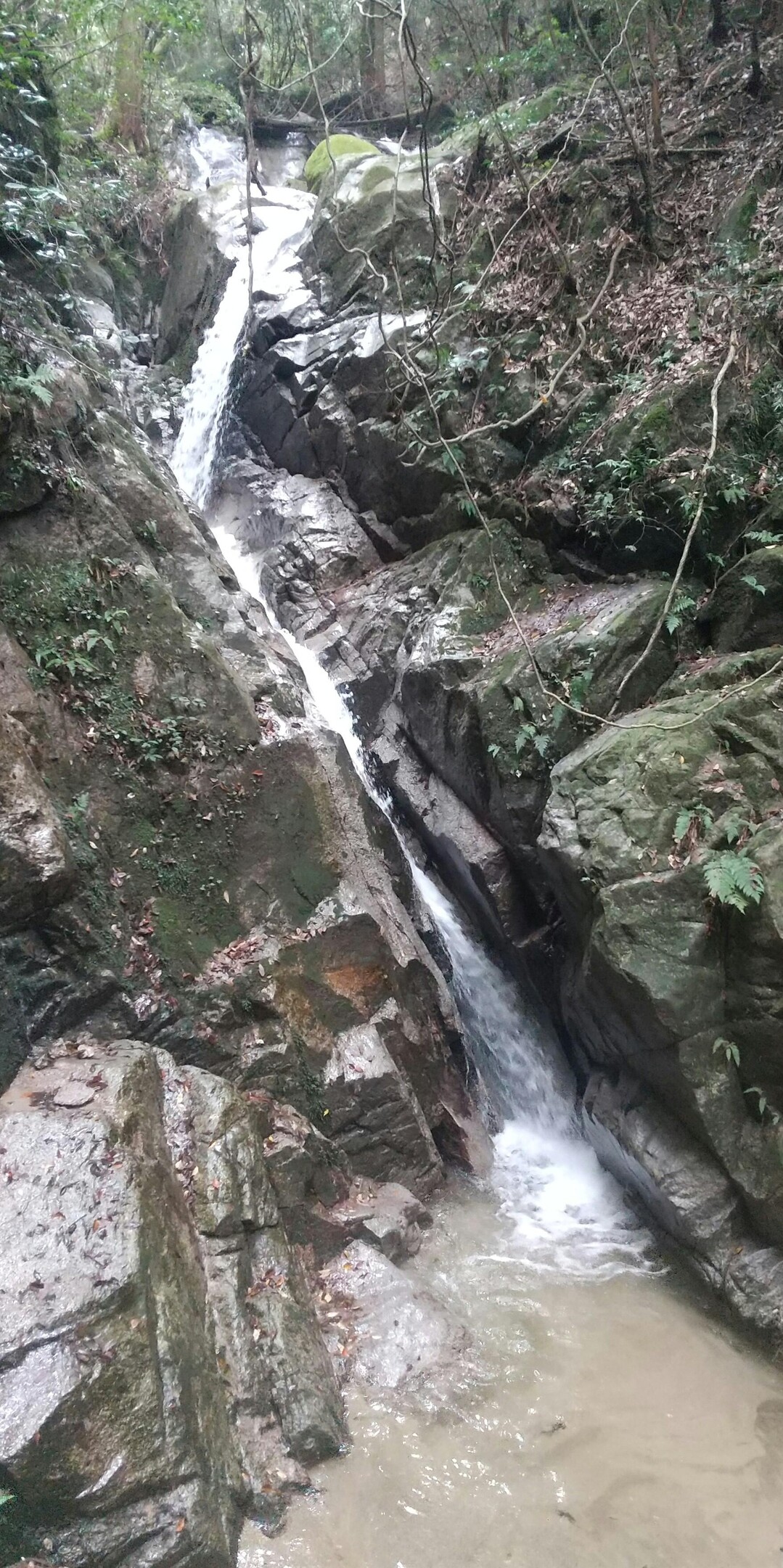 猿投山 / miekoさんの猿投山・物見山の活動データ | YAMAP / ヤマップ