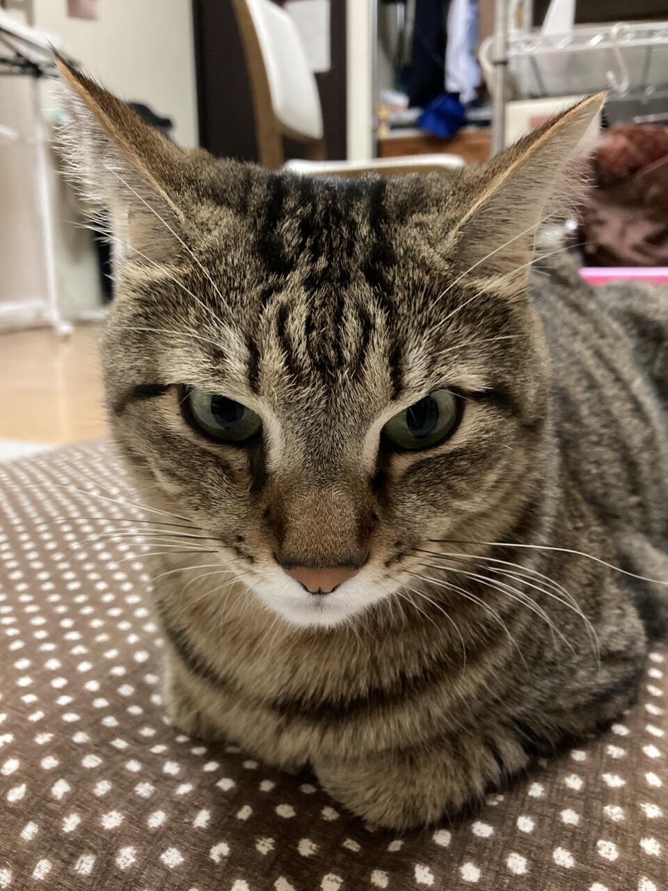 Tomiのページ | YAMAP / ヤマップ