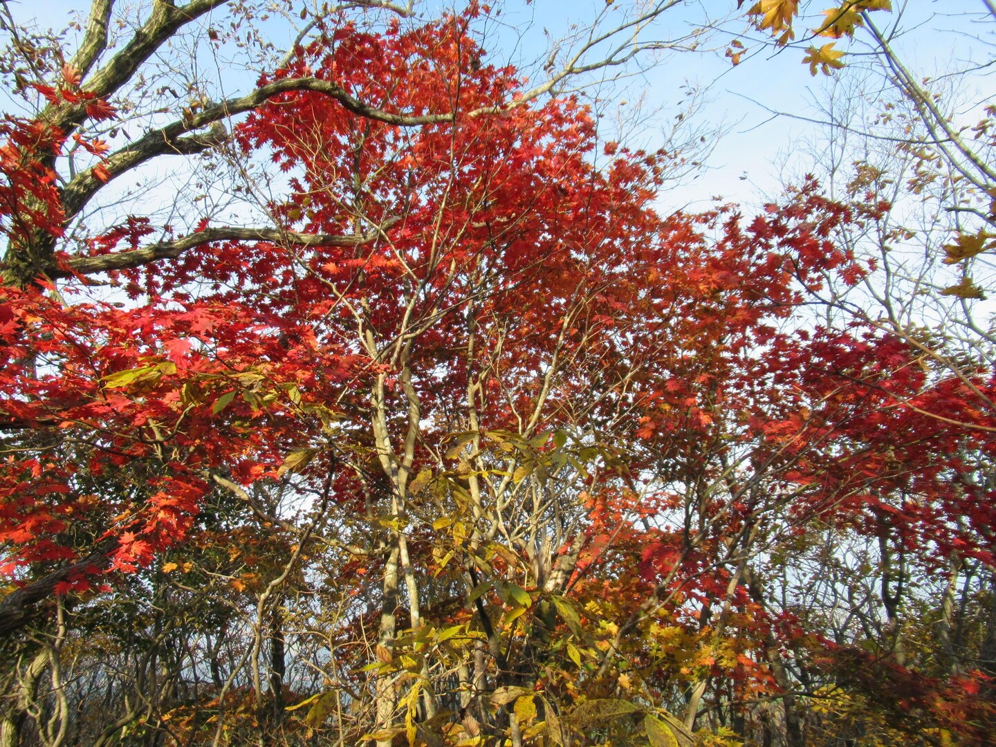 宝達山-2024-11-16 / ni-tanさんの宝達山の活動データ | YAMAP / ヤマップ