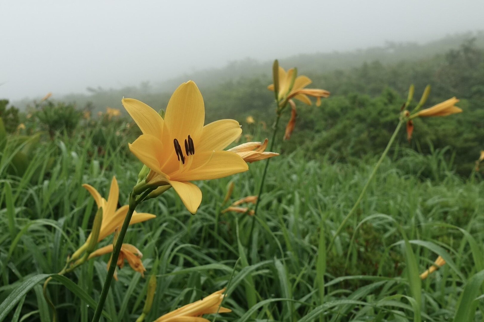 霧に包まれた白木峰へ🌼 / shiraさんの白木峰・小白木峰の活動データ | YAMAP / ヤマップ