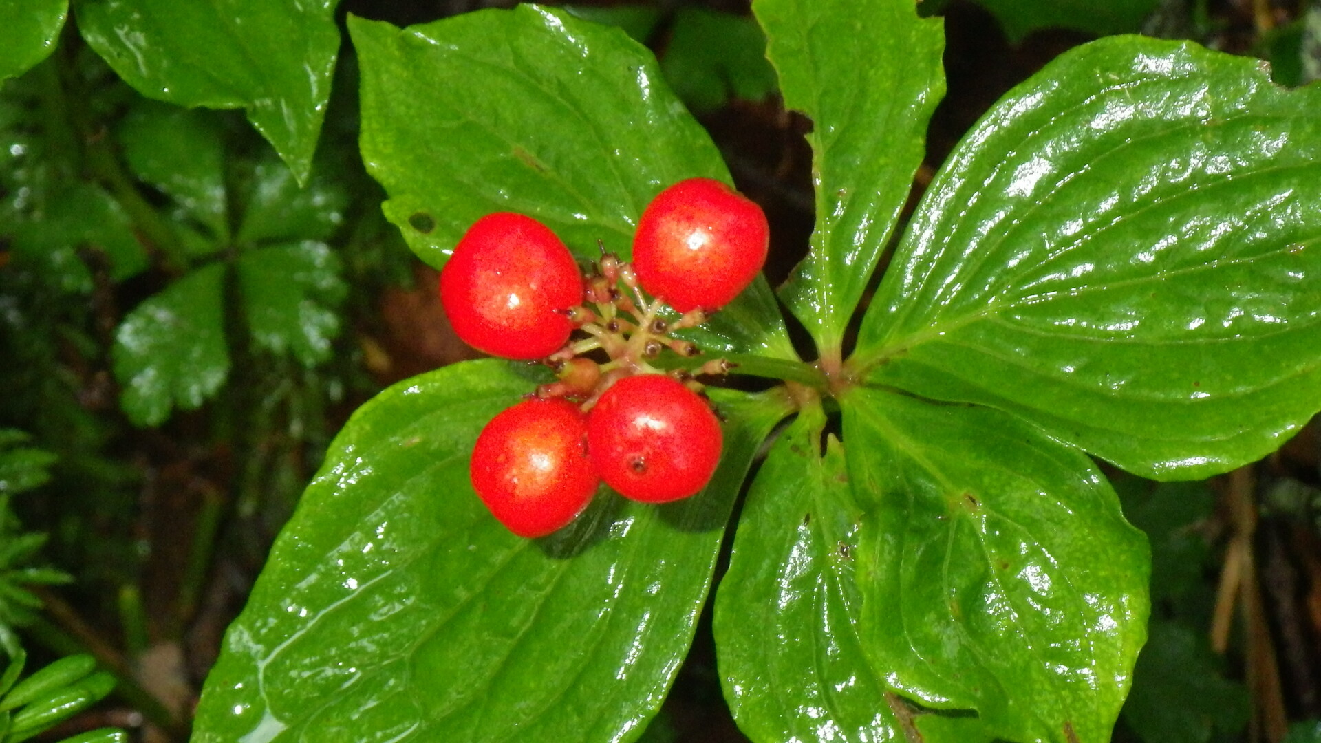 Joe-Rice のページ | YAMAP / ヤマップ