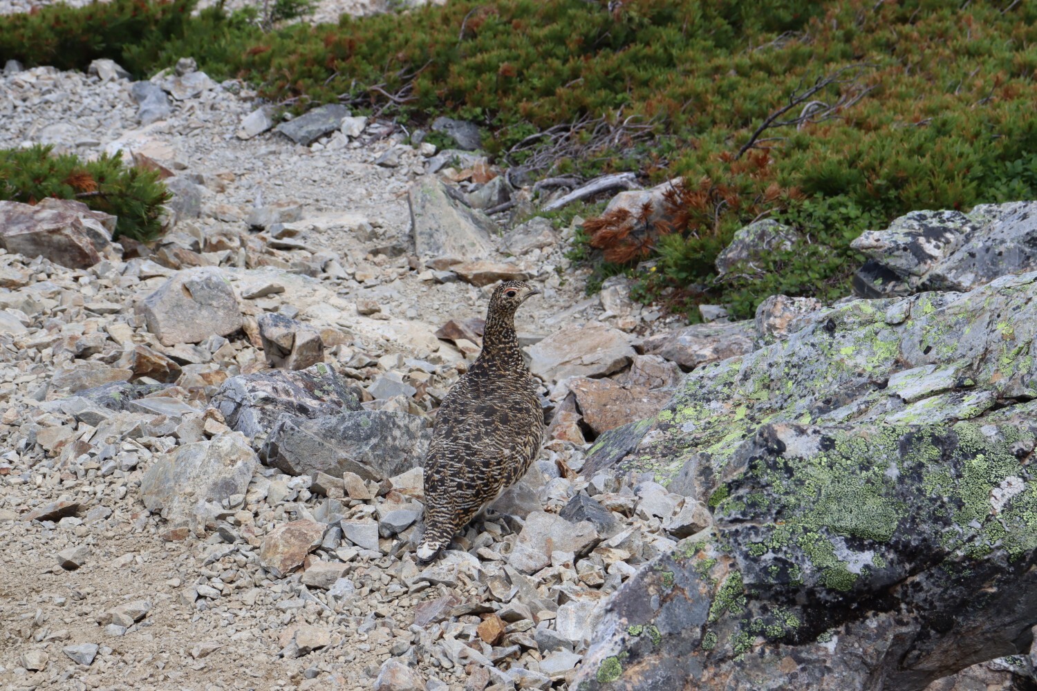 7/18(日) 蝶ヶ岳から蝶槍への稜線 ... / ⁺⊹/𝒔𝒘𝒕𝒏\*⁺さんのモーメント | YAMAP / ヤマップ