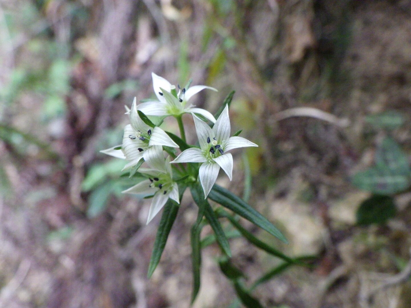 物見山・マスガタ山・三方山・矢倉台 / TAKKUNさんの高水山・岩茸石山・惣岳山の活動日記 | YAMAP / ヤマップ