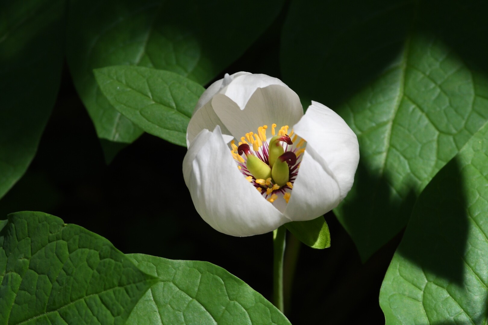 ヤマシャクヤク 22.05.05 八王子... / TAKKUNさんのモーメント | YAMAP / ヤマップ