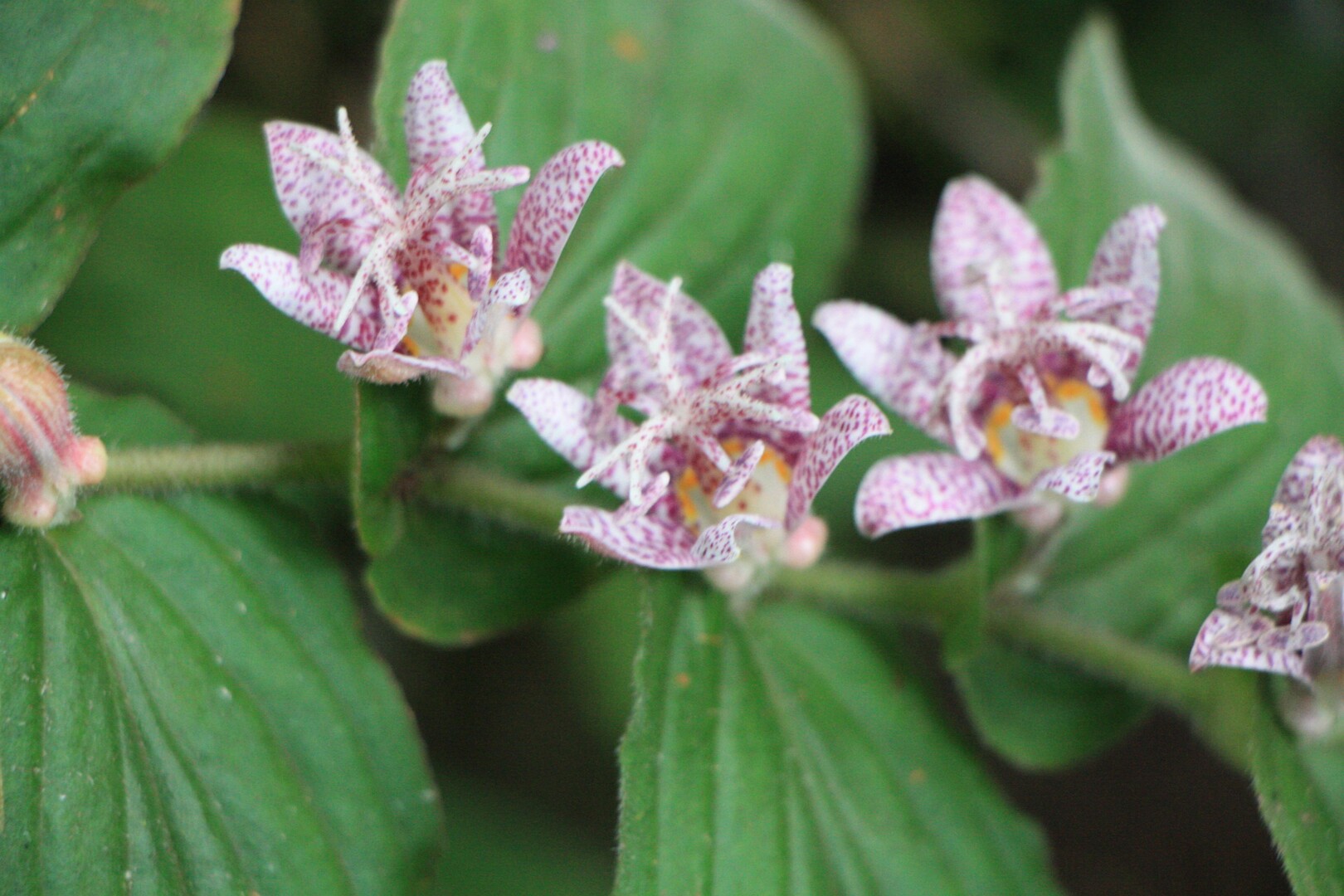 part2 0mからの開聞岳 / MANさんの開聞岳の活動日記 | YAMAP / ヤマップ