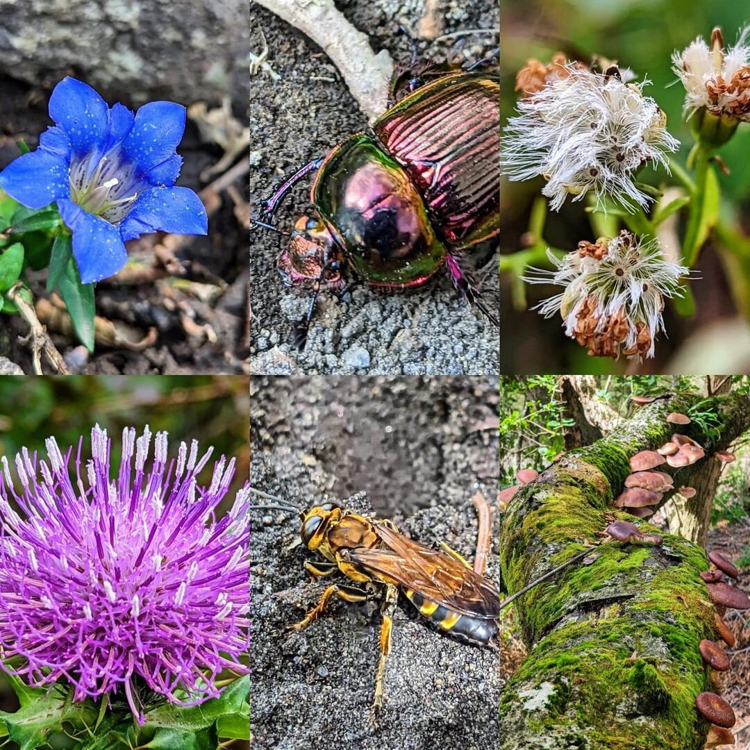 I love Kirishima! It... / jaykyushuhikingさんのモーメント | YAMAP / ヤマップ