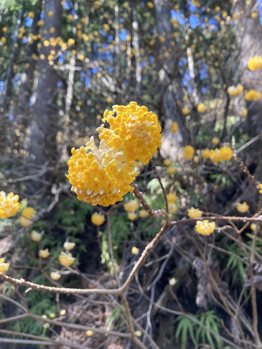 不動尻 ミツマタ群生地 / samさんの大山の活動データ | YAMAP / ヤマップ