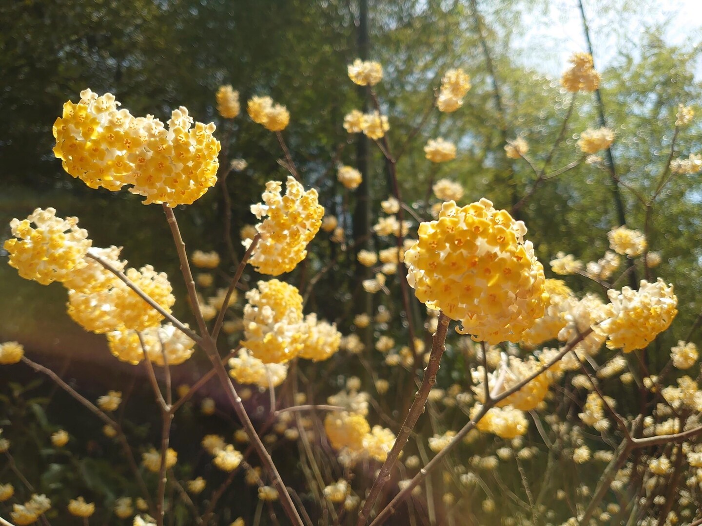 淀の河津桜〜天王山のミツマタ / naokiさんの登山の活動データ | YAMAP / ヤマップ